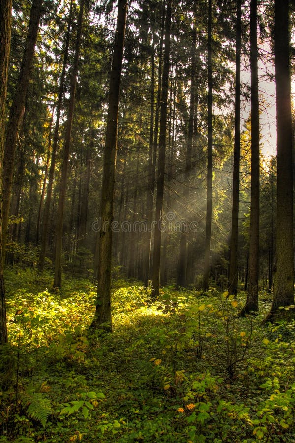 Dark forest stock photo. Image of dawn, park, light, nature - 14314444