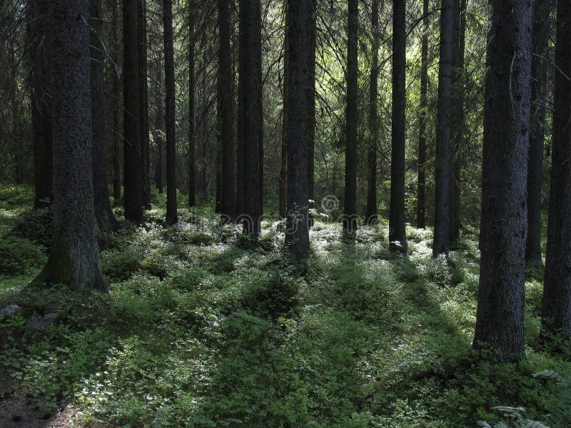 Dark forest stock photo. Image of spruce, sunrise, green - 4017528