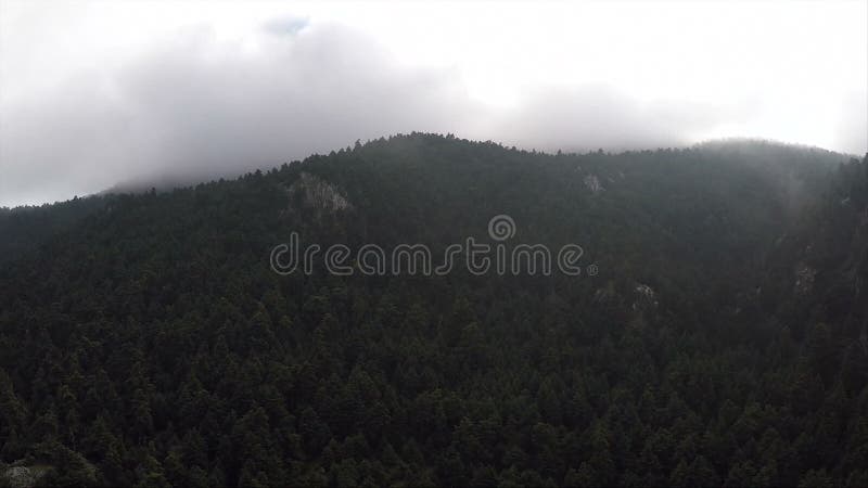 Dark Forest stock footage. Video of foggy, scenery, hazy - 230643290