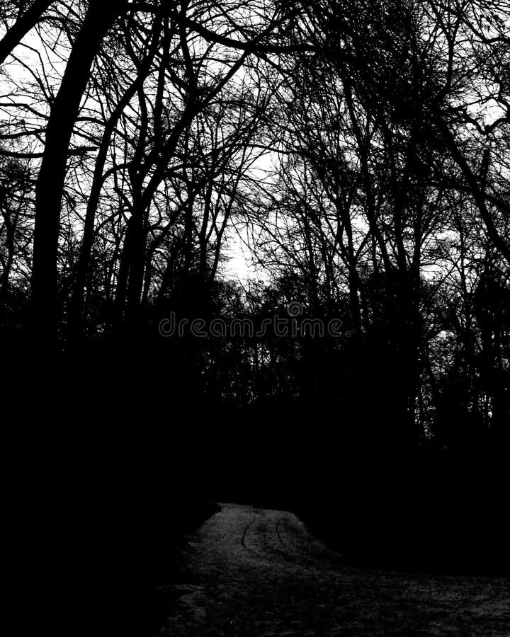 Dark forest stock image. Image of angst, shadows, nightmare - 124926471