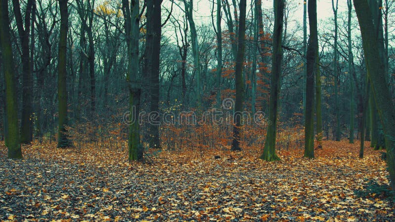Dark Forest Autumn Cold Morning Pathway Creepy Mood Stock Image - Image ...
