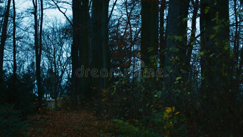 Dark Forest Autumn Cold Morning Pathway Creepy Mood Stock Photo - Image ...