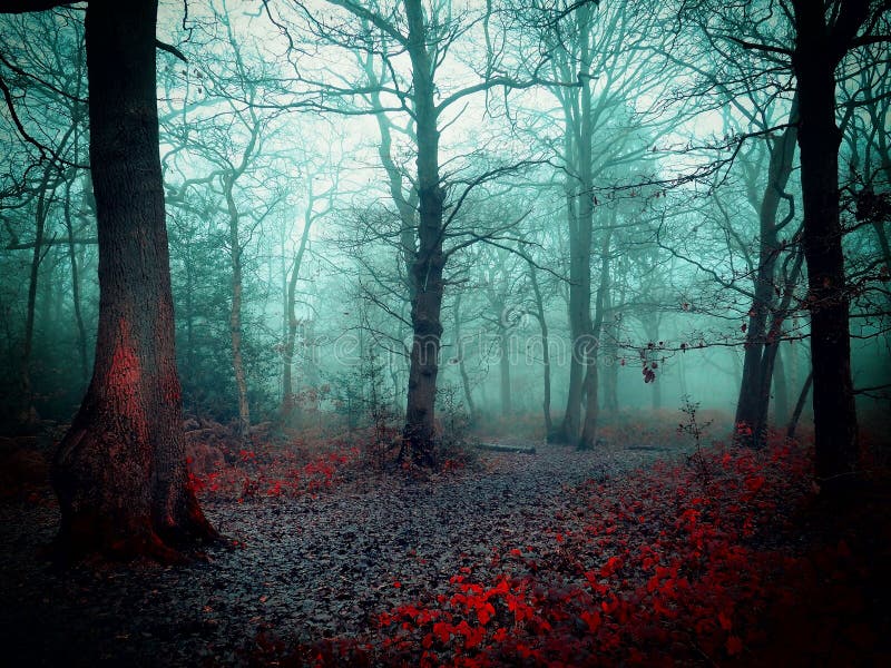 Dark forest in blue fog stock photo. Image of woodland - 204232912