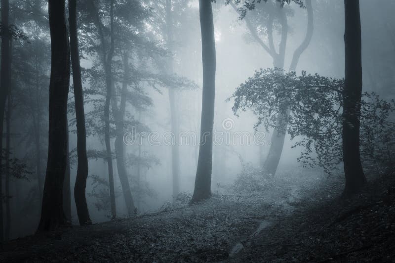 Blue Fog in a Dark Forest with Fog at Night Stock Image - Image of ...