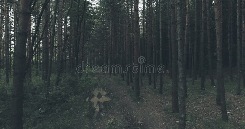 Dark Forest Cinematic stock footage. Video of scenery - 93702182