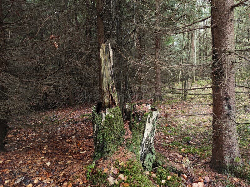 Dark Forest with Dense Trees and Stump Covered with Moss Stock Photo ...