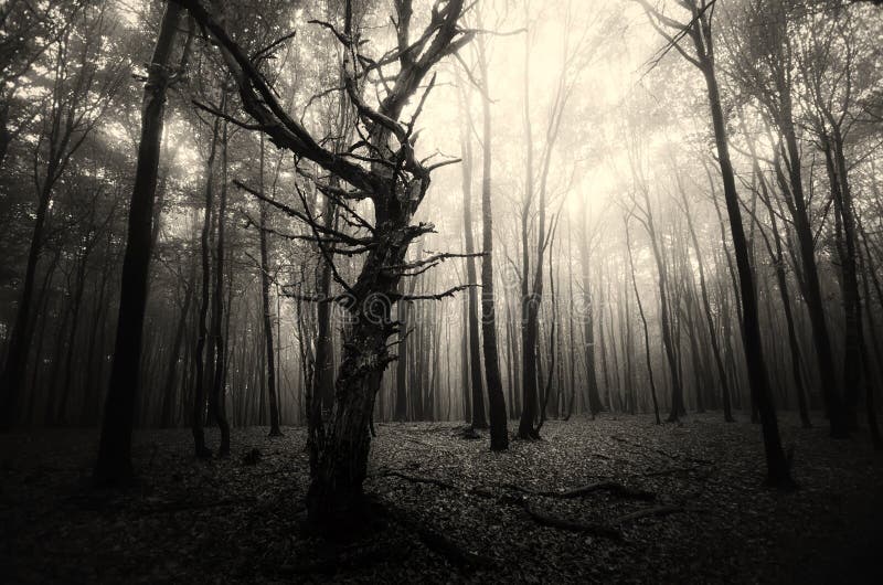 Man in Dark Scary Forest with Fog Stock Photo - Image of fairytale ...