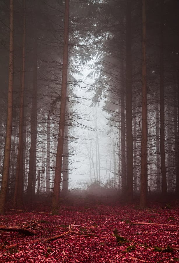Dark Forest in the Fog with Red Foliage Stock Photo - Image of filter ...