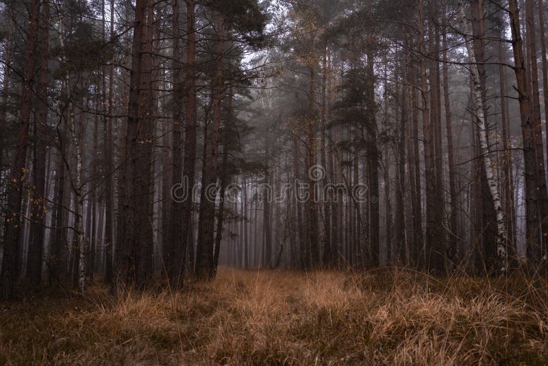 Dark Forest with Fog Trees and Cold Creepy Weather Stock Photo - Image ...