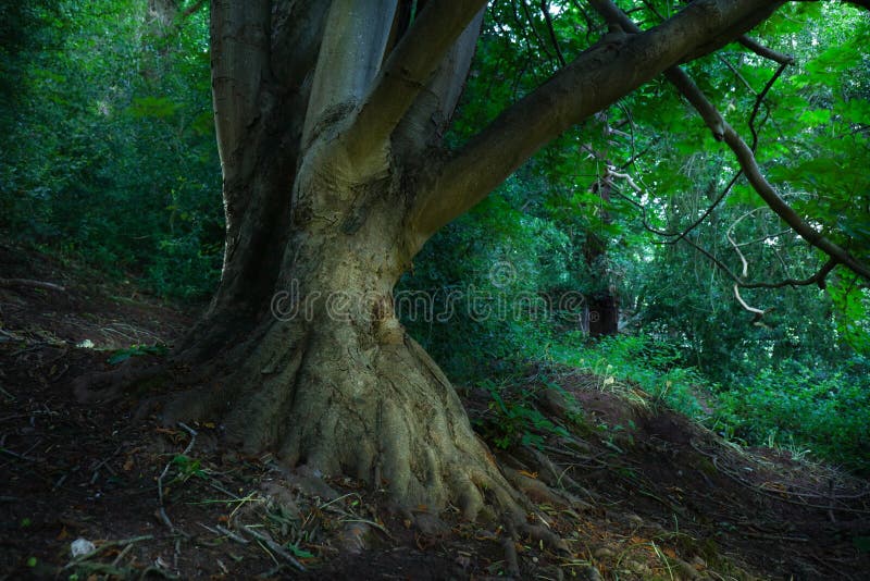 Dark Forest with Great Oak Tree Stock Photo - Image of nature, root ...