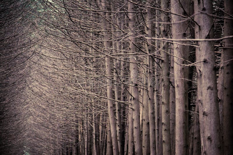 Dark Forest Grove with Trees Growing Stock Photo - Image of grove ...