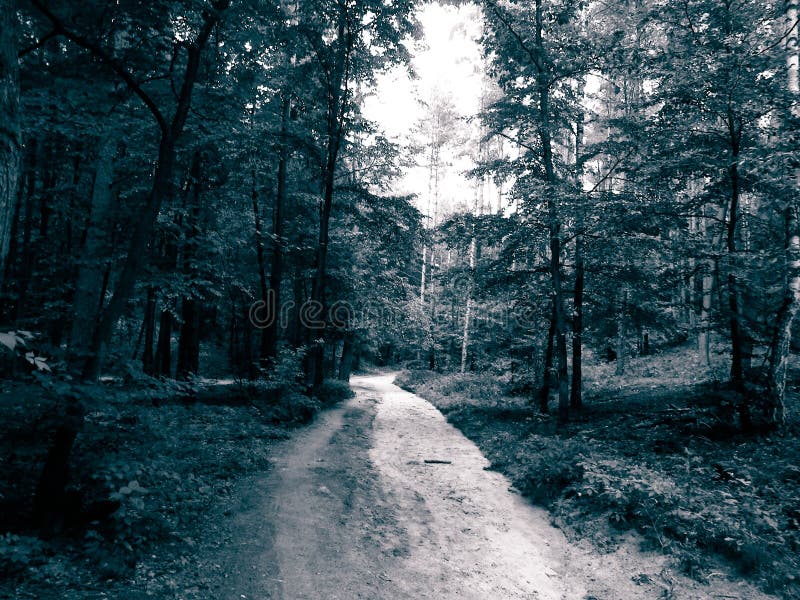 Dark forest landscape stock image. Image of environment - 266154841