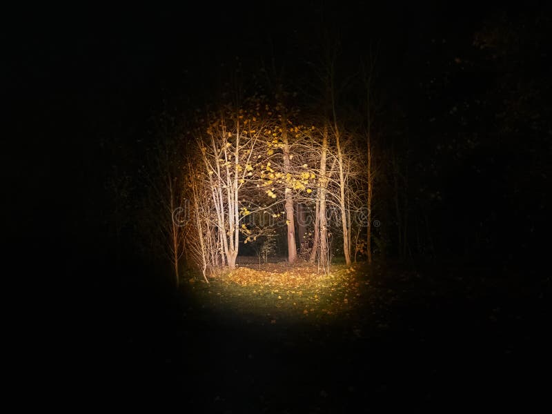 Dark Forest with a Lantern. Illuminated Trees at Night, Scary Forest ...