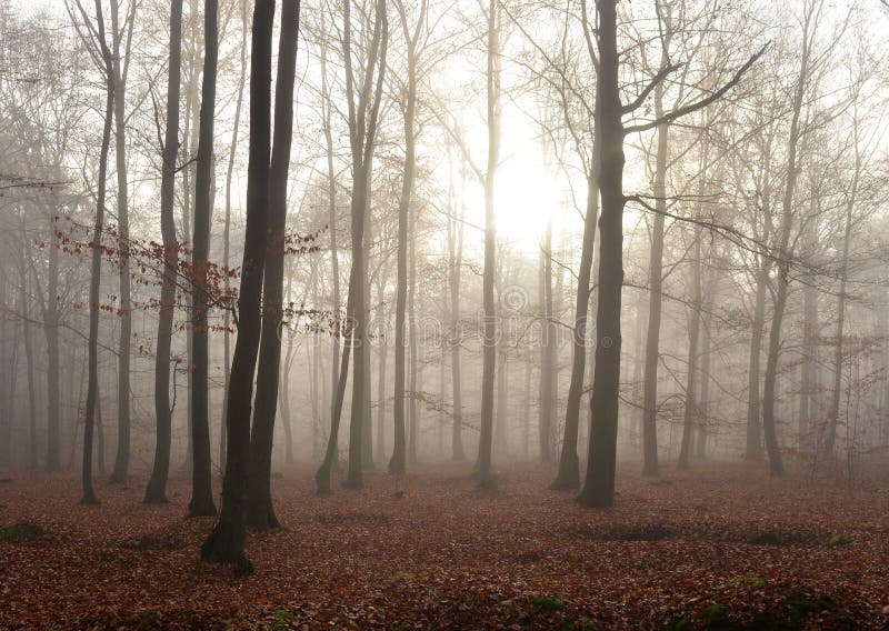 Dark forest stock image. Image of elegance, nature, mist - 42852151