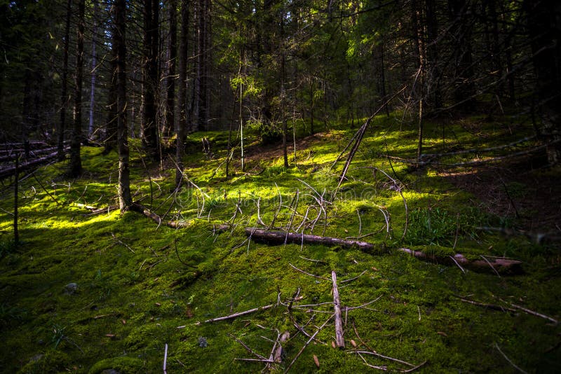 Dark Forest in the Mountains Stock Photo - Image of transylvania, misty ...