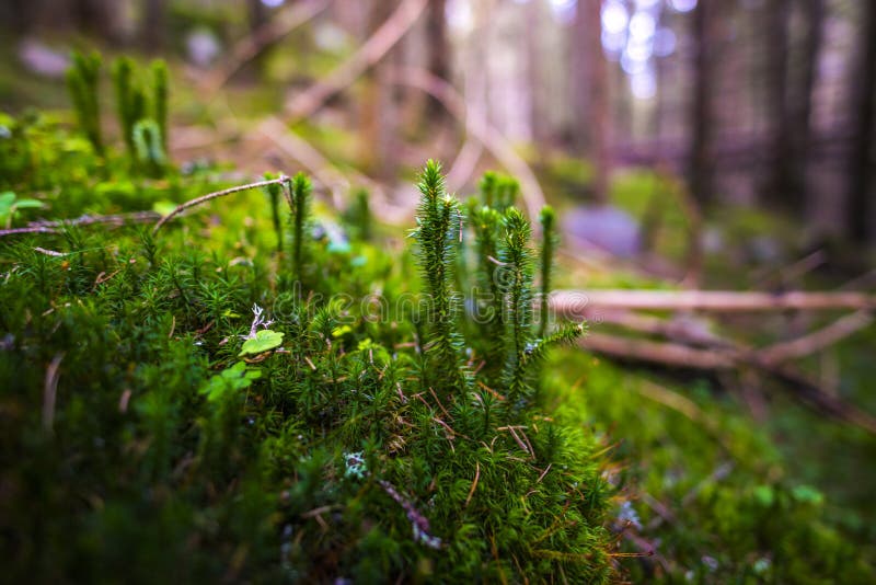 Dark Forest in the Mountains Stock Photo - Image of scary, autumn ...