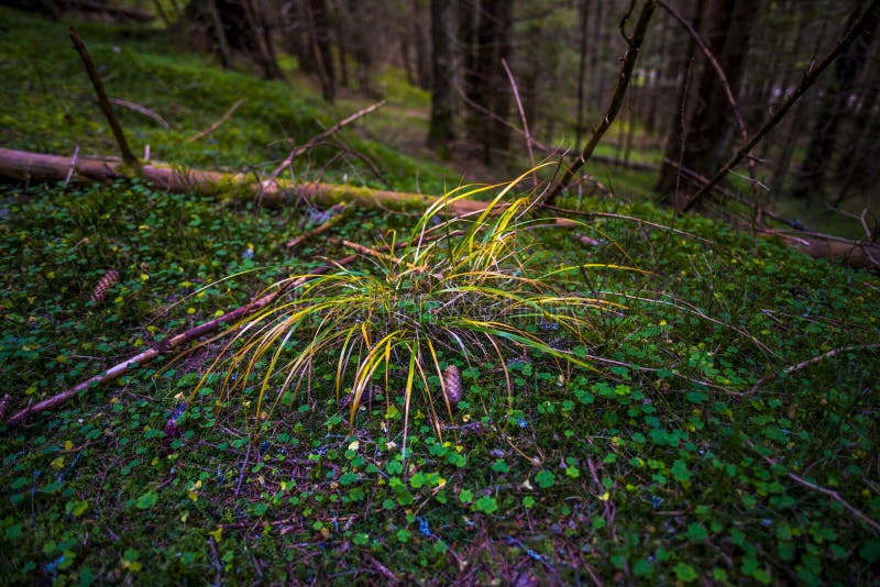 Dark Forest in the Mountains Stock Photo - Image of landscape ...