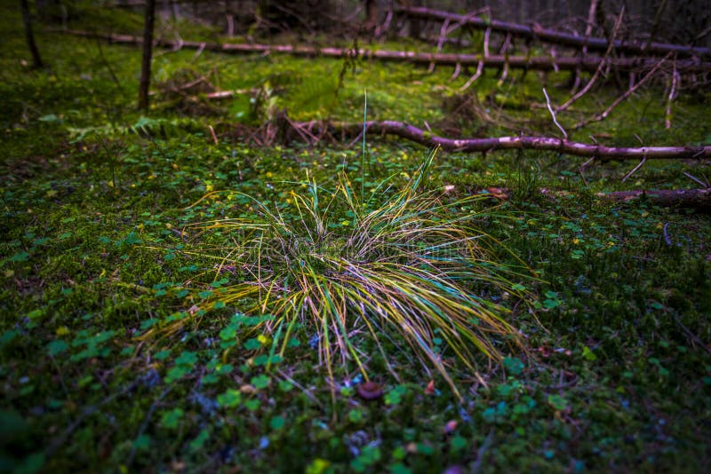 Dark Forest in the Mountains Stock Photo - Image of autumn, forest ...
