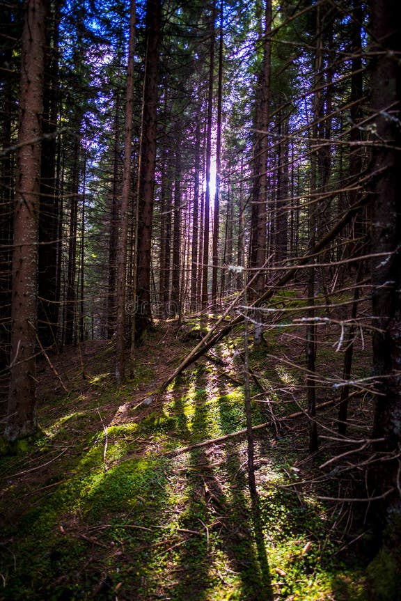 Dark Forest in the Mountains Stock Image - Image of dark, landscape ...