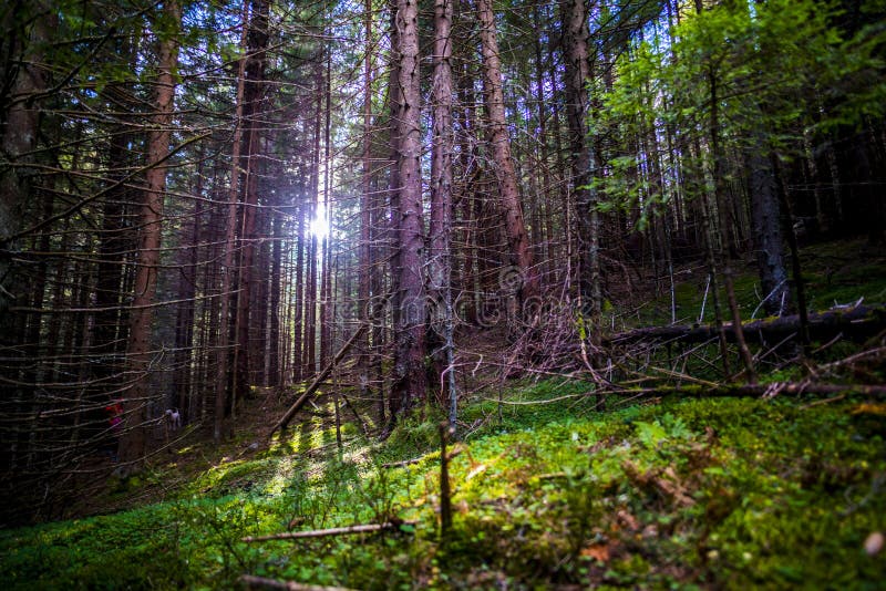 Dark Forest in the Mountains Stock Photo - Image of transylvania ...