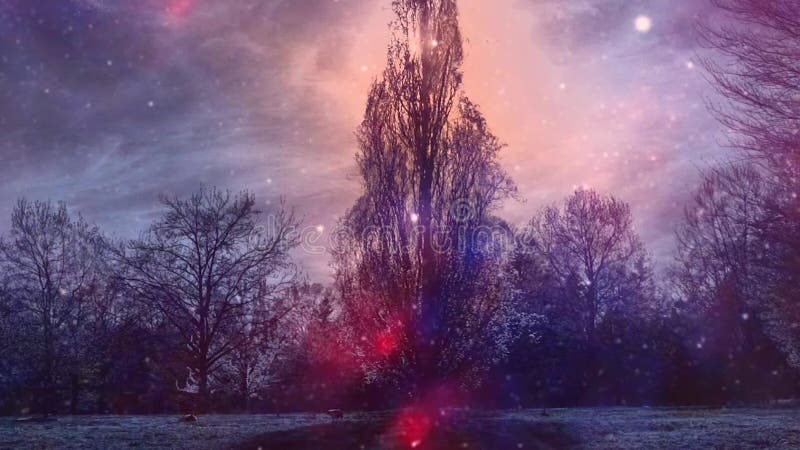 Night Landscape with Trees in Magic Light Stock Footage - Video of ...