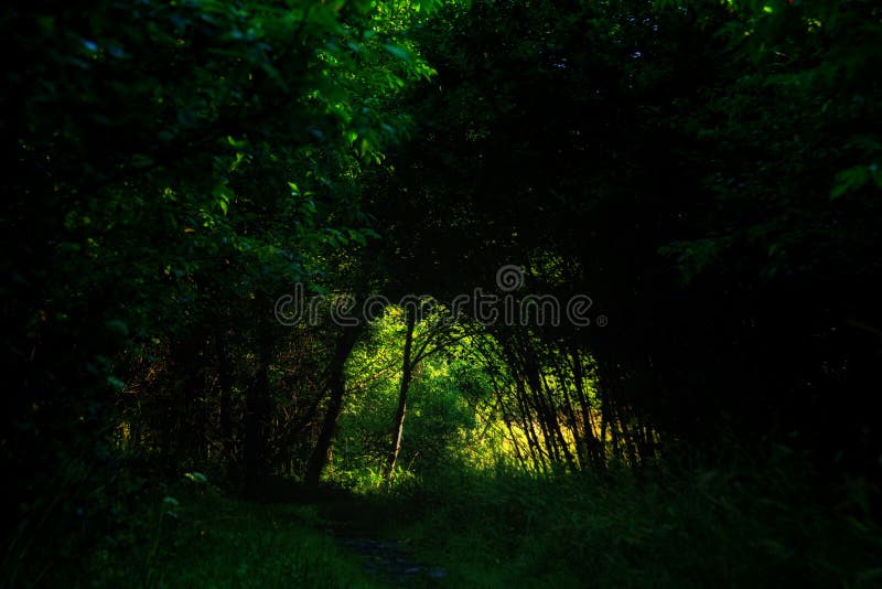 Dark forest path stock photo. Image of cool, quiet, trees - 97951402