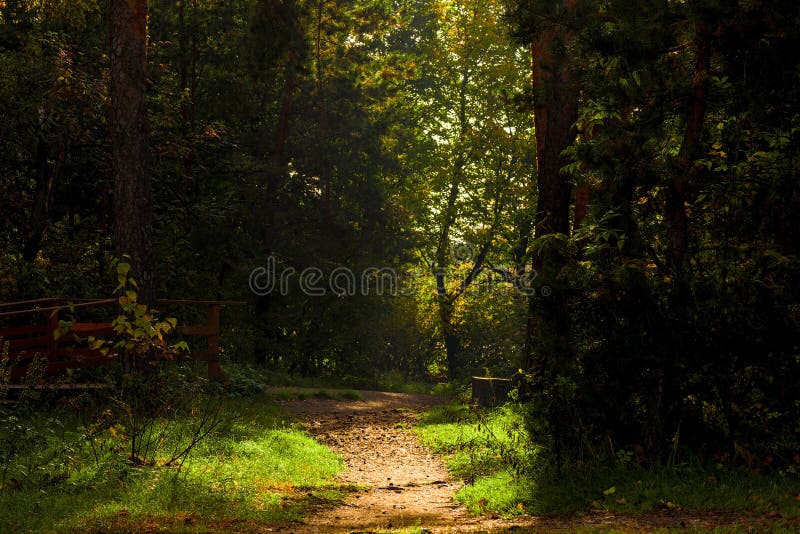 Dark Gloomy Landscape - a Forest Path Stock Photo - Image of bright ...