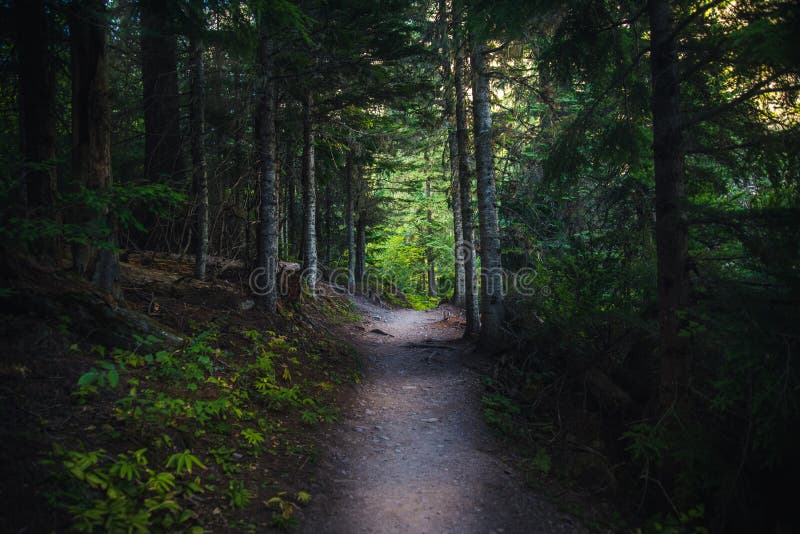 Dark forest path. stock photo. Image of scenic, dark - 82373624
