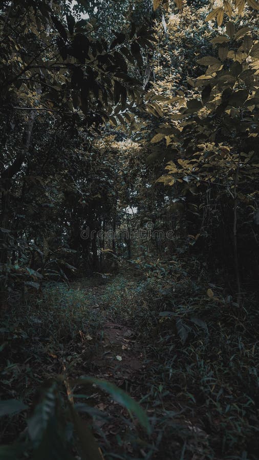 Dark forest pathway stock image. Image of magical, forest - 206751537