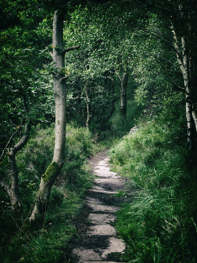 A Pathway through the Dense Woodland Forest at Lamahata, Darjeeling ...