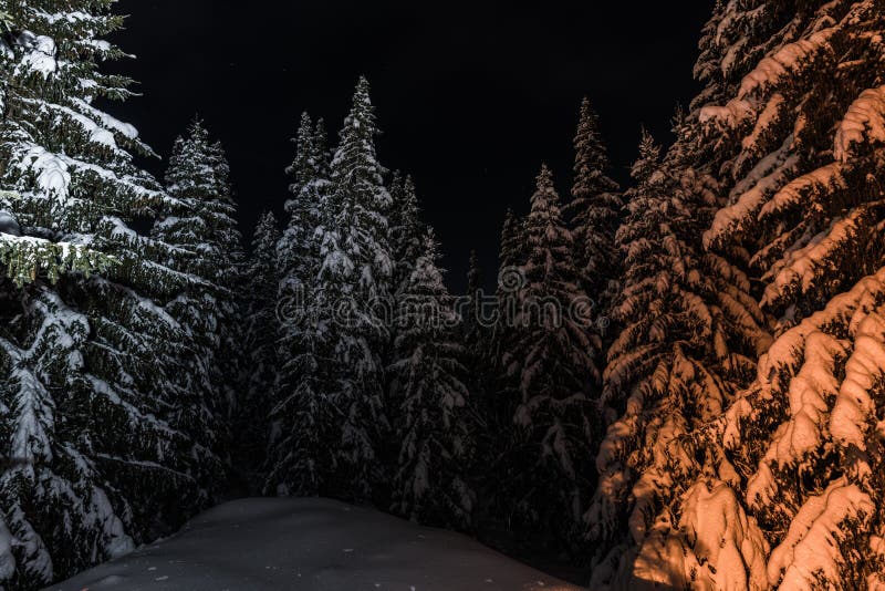 Dark Snowy Pine Forest
