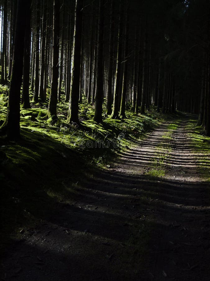 Dark forest road stock photo. Image of road, mysterious - 34934972