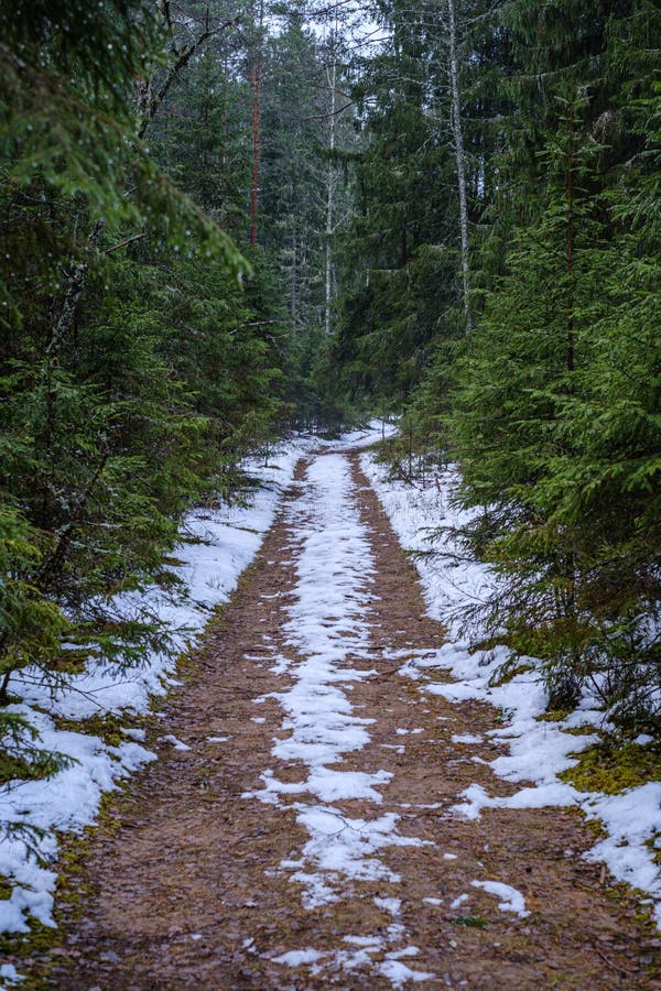 Dark Forest Road in Winter with Partial Snow and Green Moss Stock Photo ...