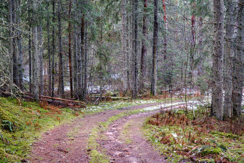 Dark Forest Road in Winter with Partial Snow and Green Moss Stock Photo ...