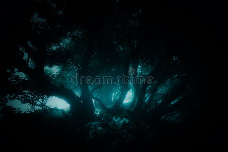 Scary Trees with Roots in a Dark Forest Stock Photo - Image of mist ...