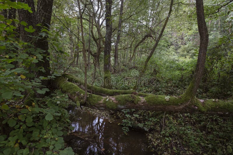 Dark forest scenery stock image. Image of outdoors, tree - 263573117