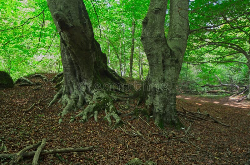 An Entire System Root of the Beech Tree Stock Image - Image of fall ...