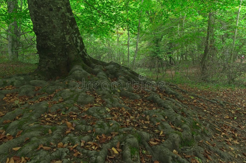An Entire System Root of the Beech Tree Stock Photo - Image of plant ...