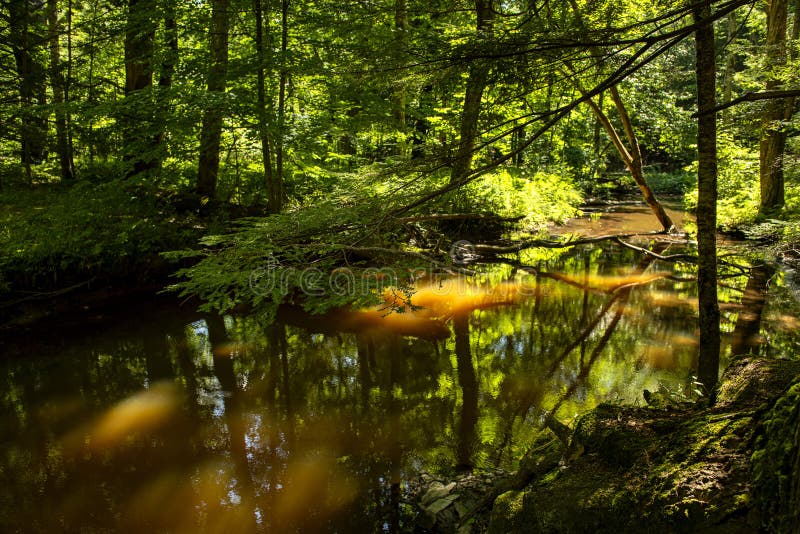 Dark Forest with a Stream . Stock Image - Image of branch, autumn ...
