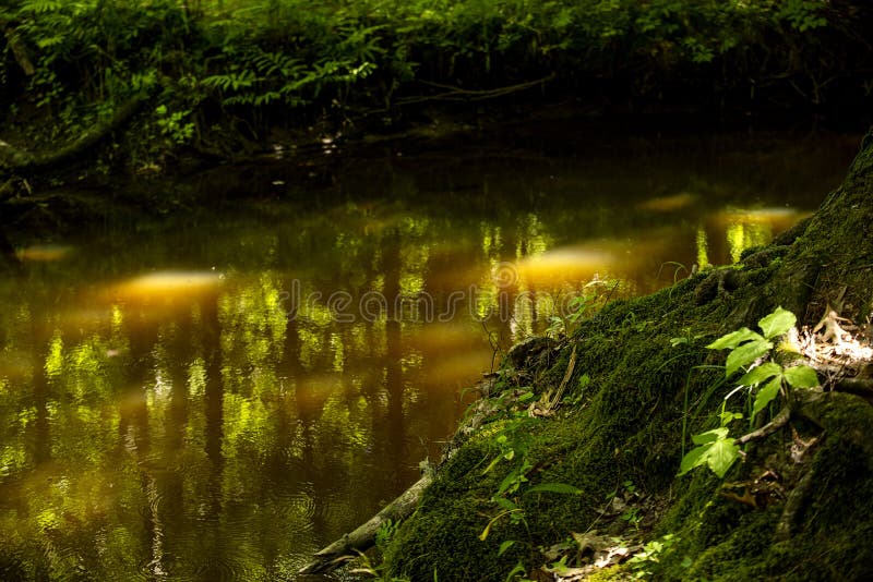 Dark Forest with a Stream . Stock Photo - Image of autumn, hiking ...