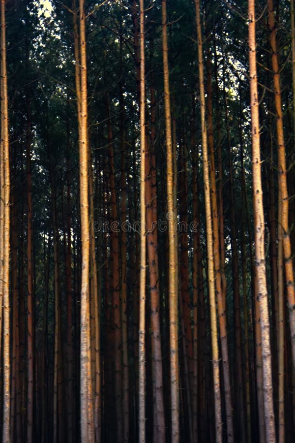 Dark Forest at Sunset in Twilight, Pine Forest Stock Image - Image of ...