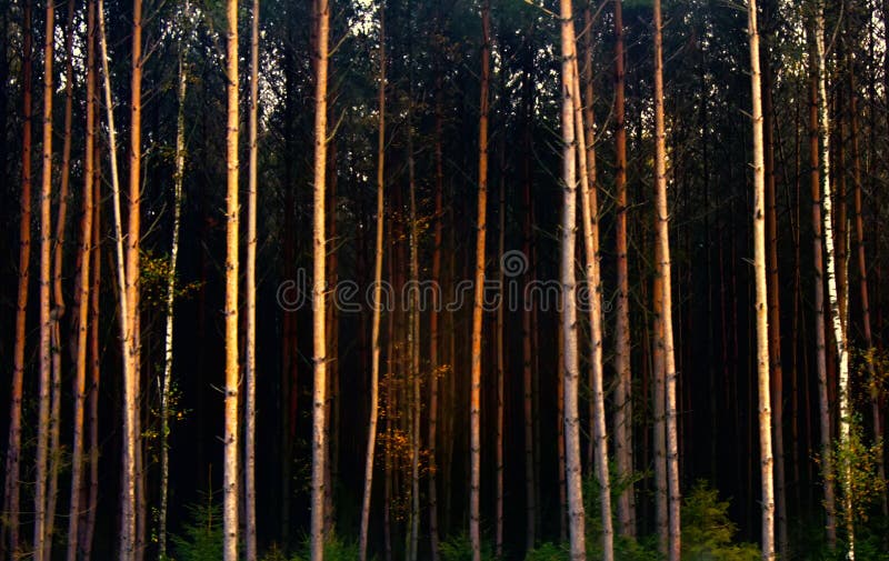 Dark Forest at Sunset in Twilight, Pine Forest Stock Image - Image of ...