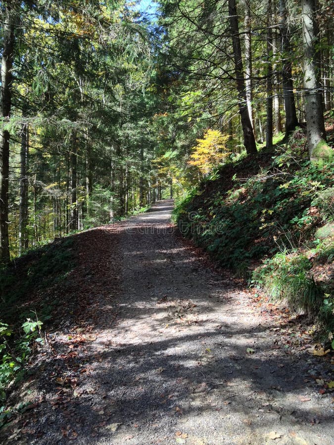 Dark forest track stock photo. Image of dark, shadow - 37702514