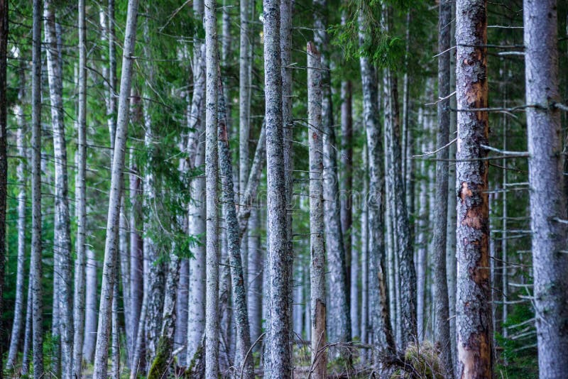 Dark Forest with Tree Trunks in Even Light Stock Photo - Image of wood ...