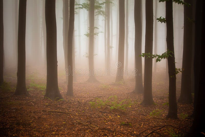 Dark Forest with Trees and Grasses during the Sunset. Stock Image ...