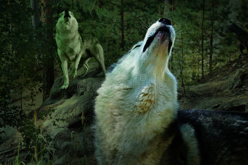 11,036 Wolves Stock Photos - Free & Royalty-Free Stock Photos from ...