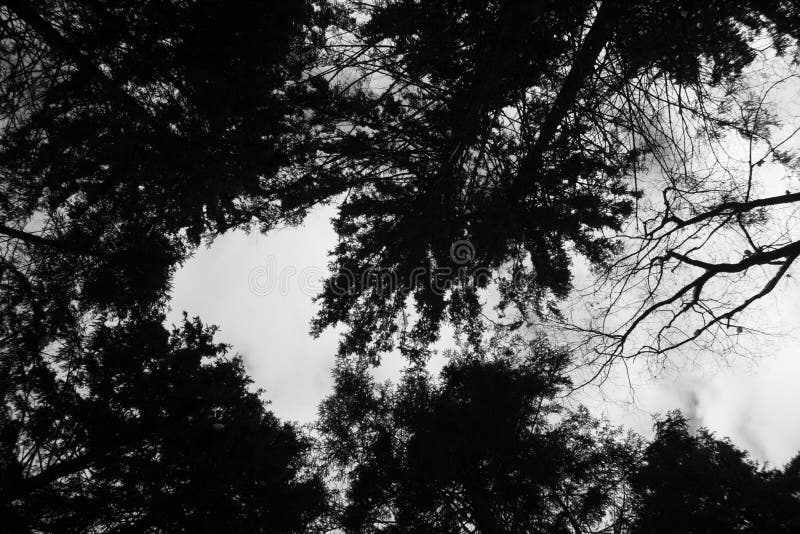 Dark Forest, View from Below Stock Image - Image of tree, fresh: 241327377