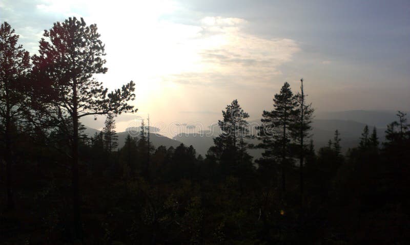 Dark forest view stock image. Image of view, vegetation - 48966381