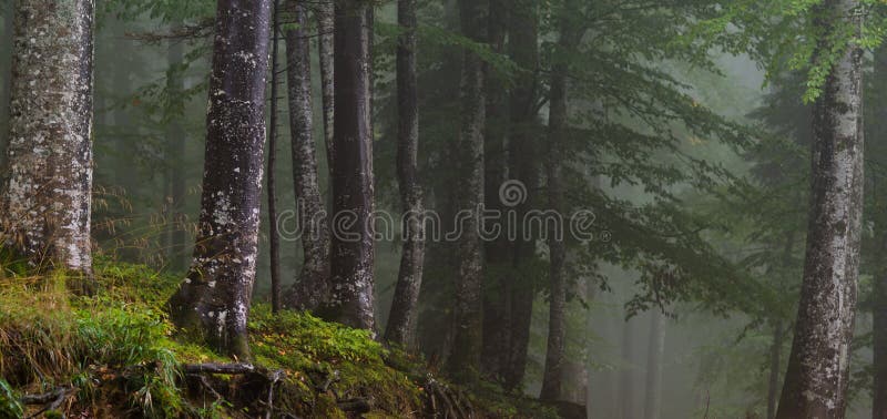 Dark forest stock image. Image of light, ethereal, darkness - 52592039