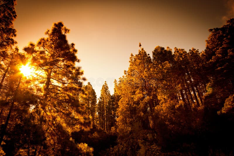 Dark Forest stock image. Image of branch, park, shadow - 32471087